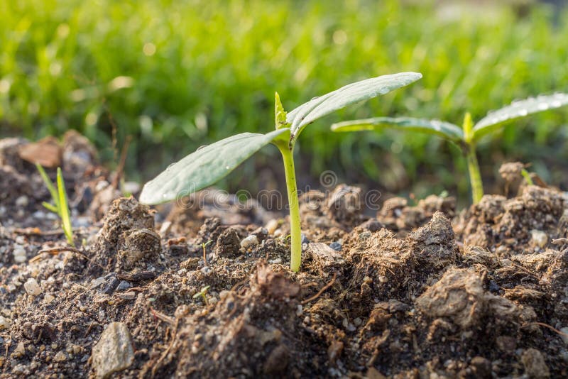 Green Sprout Growing from the Ground Stock Photo - Image of plants ...