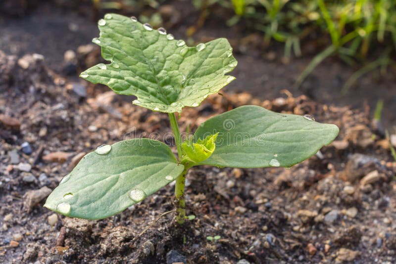 Green Sprout Growing from the Ground Stock Image - Image of ...