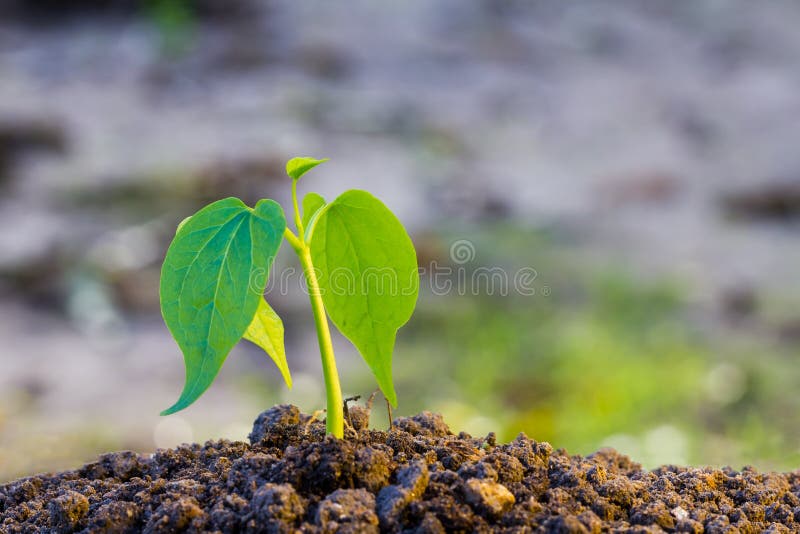 Green Sprout Growing from Ground Stock Image - Image of germinate ...