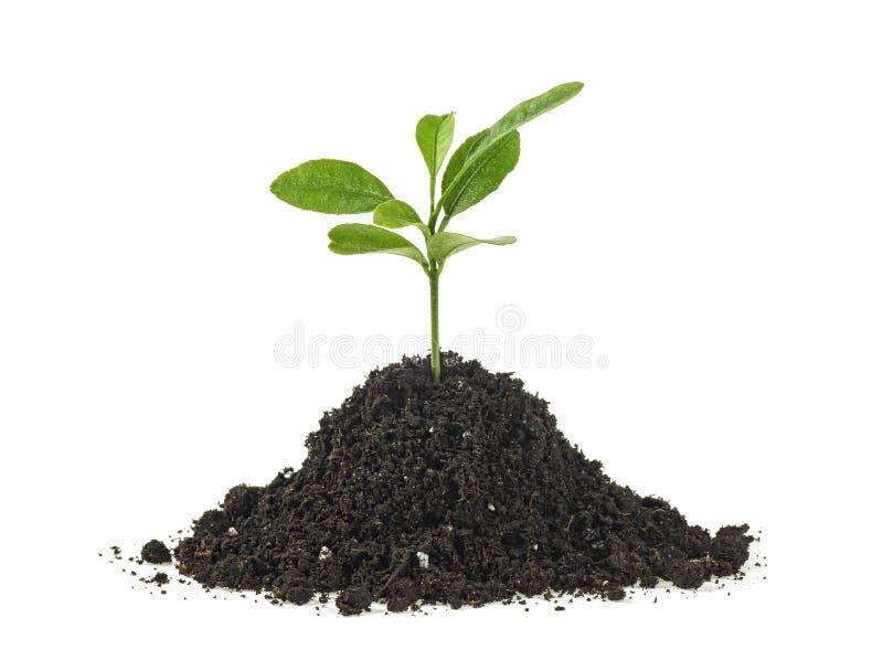 Green Sprout Growing Isolated on White Background. Citrus Plant Stock ...