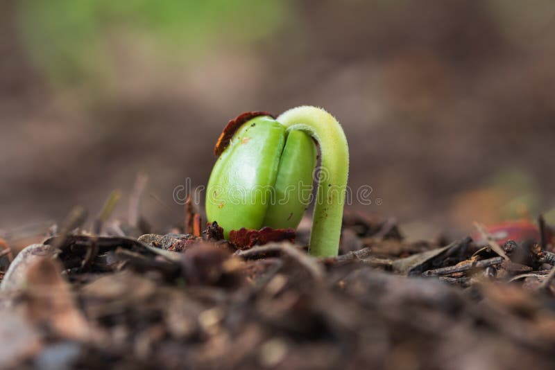 Green sprout growing. stock photo. Image of farm, botany - 194401996