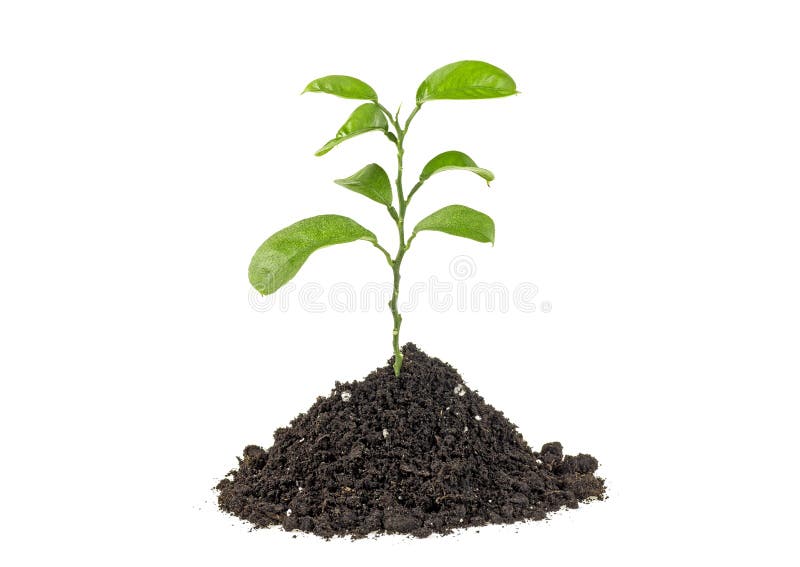 Green Sprout Growing Out from Soil Isolated on White Background. Citrus ...
