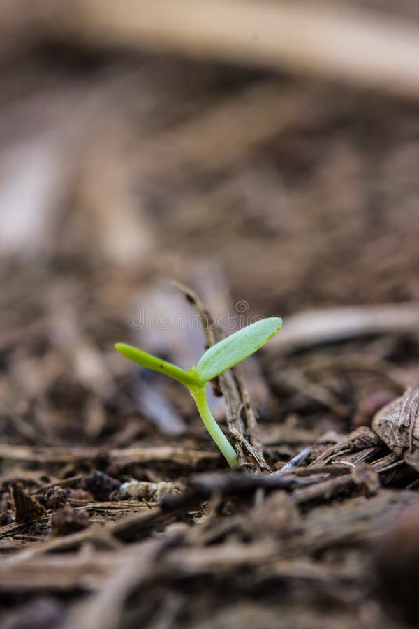 Green sprout growing stock photo. Image of dirt, growing - 46545784
