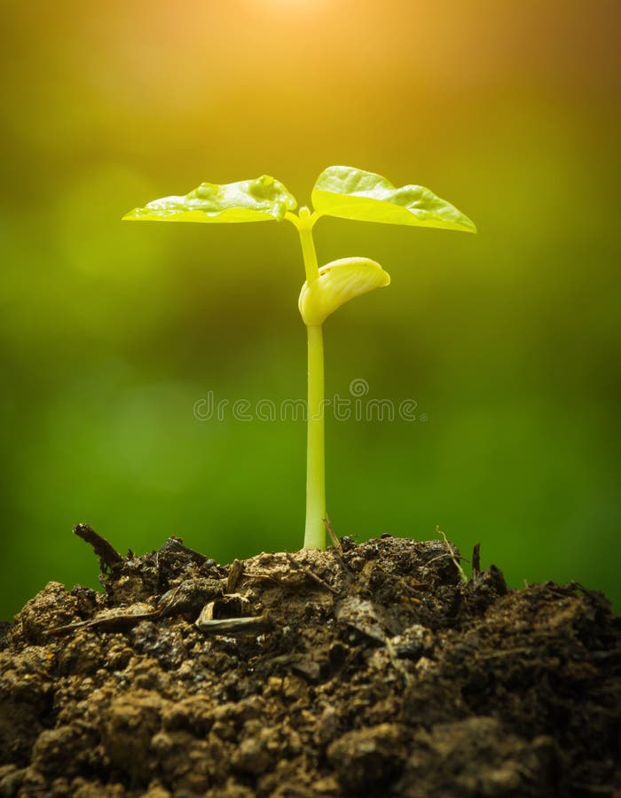 Green Sprout Growing from Seed Stock Image - Image of small, botany ...