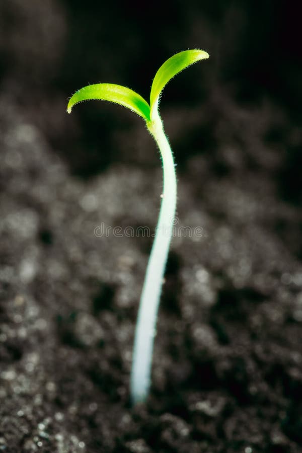 Green Sprout Growing from Seed Stock Photo - Image of dirt, beginning ...