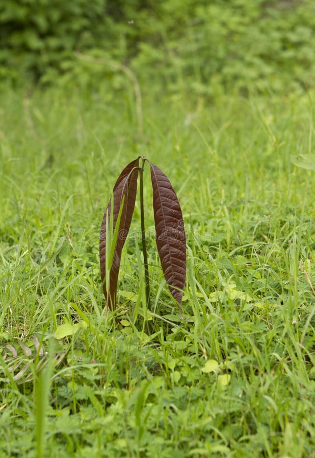 Little Mango Plant stock image. Image of cultivated - 103565563