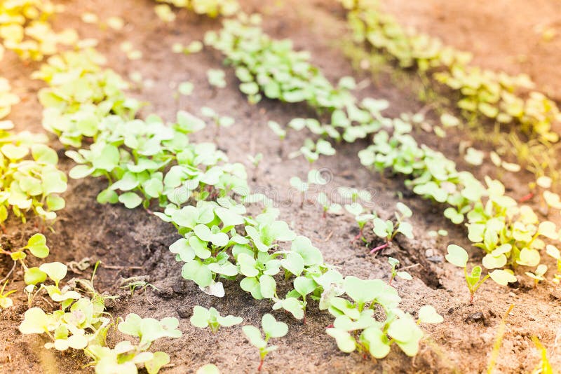 Green Sprout Growing from Seed Stock Image - Image of land, farm: 141904849