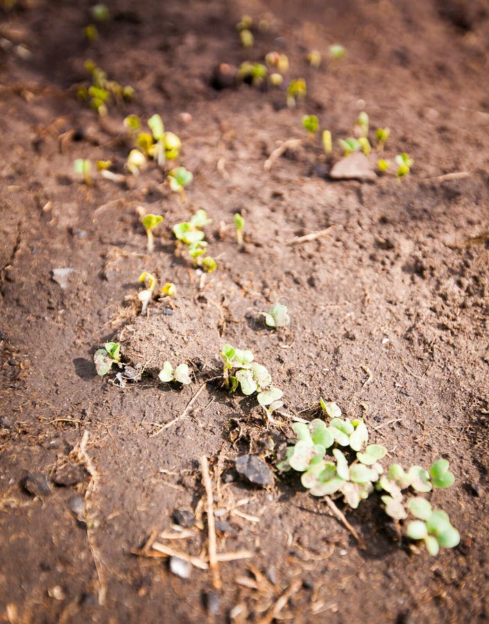 Green Sprout Growing from Seed Stock Image - Image of organic, earth ...