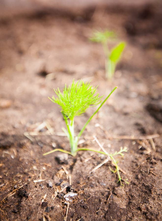 Green Sprout Growing from Seed Stock Image - Image of organic, dirt ...