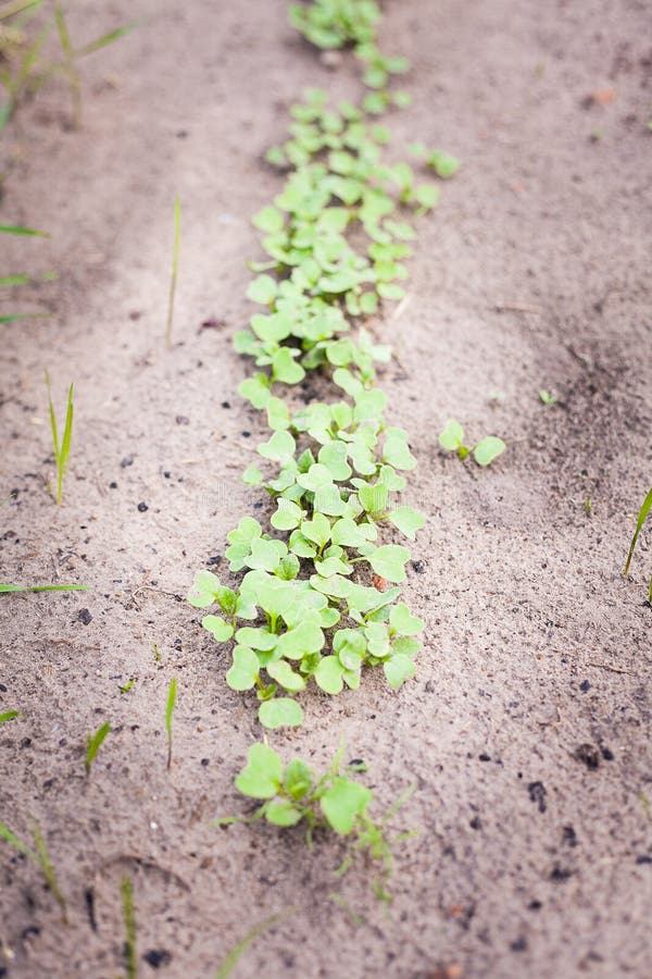 Green Sprout Growing from Seed Stock Photo - Image of gardening ...
