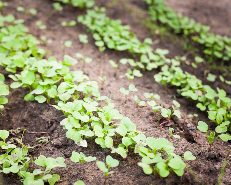 Green Sprout Growing from Seed Stock Photo - Image of land, growth ...