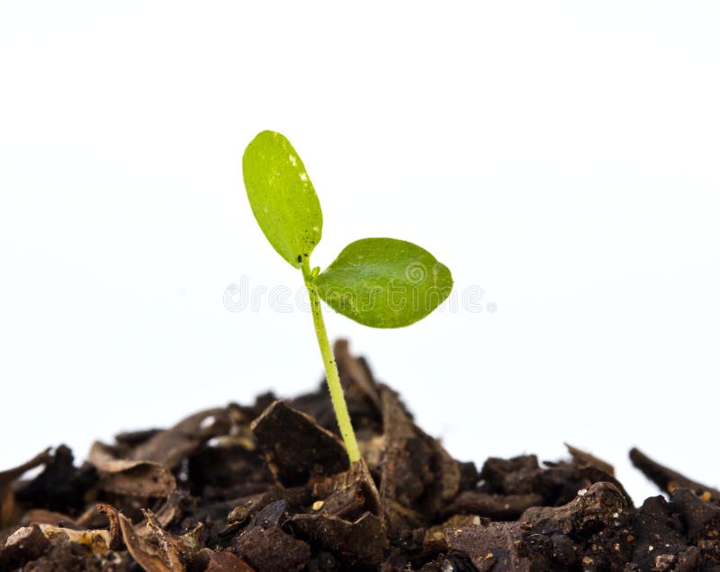 Green Sprout Growing from Seed Stock Image - Image of beginning ...
