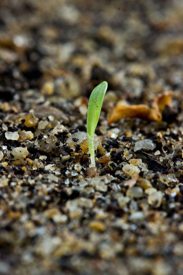Green Sprout Growing from Seed Stock Image - Image of spring, life ...