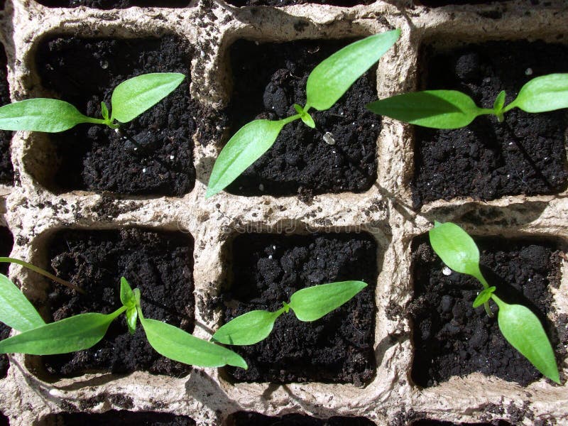 Green Sprout Growing from Seed in Square Boxes Stock Image - Image of ...