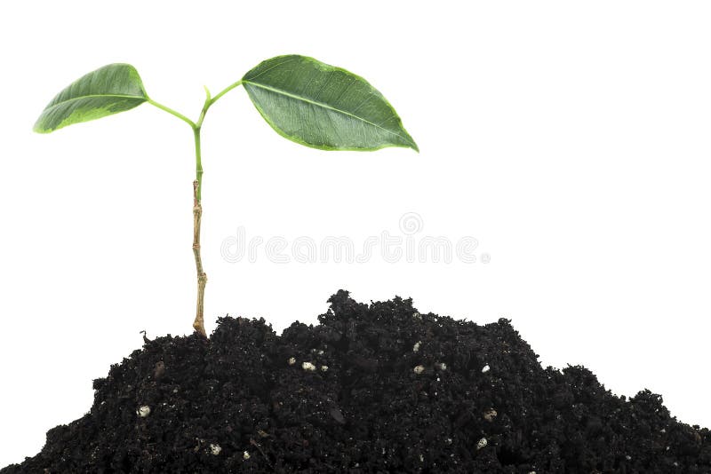 Green Sprout Growing from Soil Isolated on White Background. Young ...