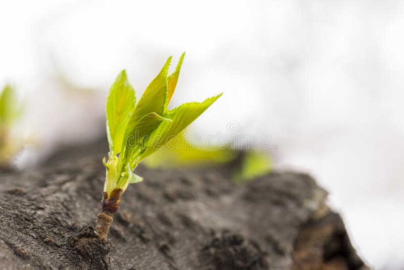Green Sprout Growing from Tree Stock Photo - Image of growing, spring ...