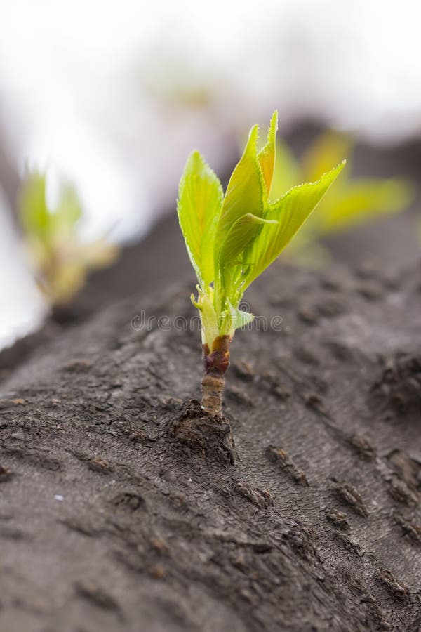 Green Sprout Growing from Tree in Vertical Stock Image - Image of leaf ...