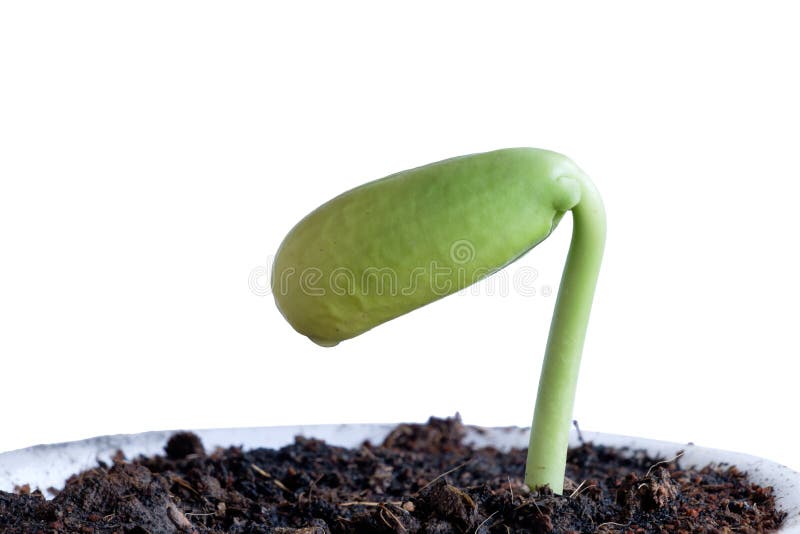 Green Sprout Growing on White Background Stock Image - Image of seed ...