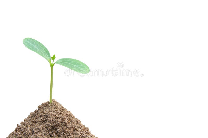 Green Sprout Growing, Young Plant from Soil Isolated on White ...