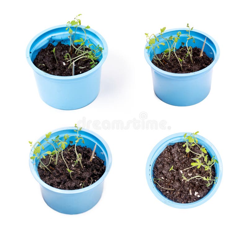 Green Sprout is Grown in Blue Plastic Cup. Four Different Types Stock ...