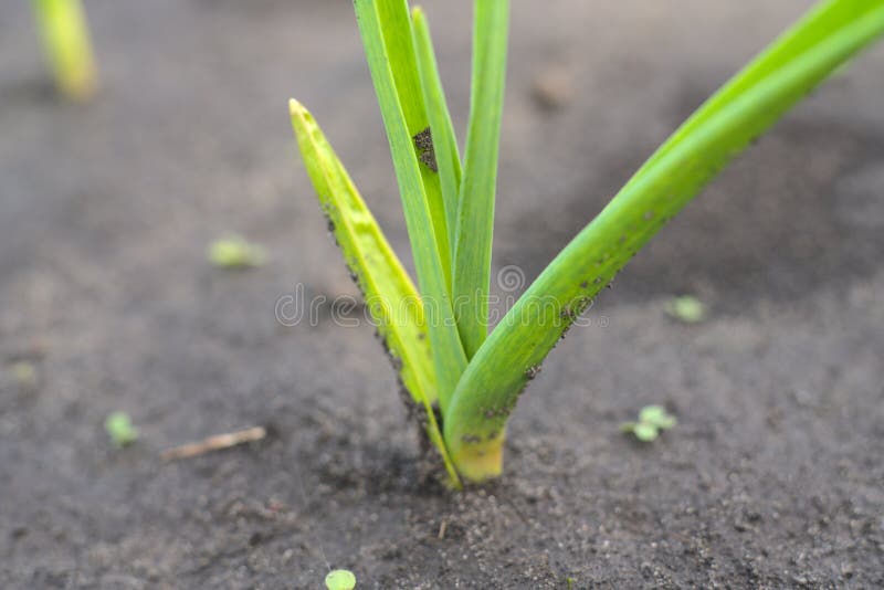 A Green Sprout Grows Out of the Ground. Closeup Stock Image - Image of ...