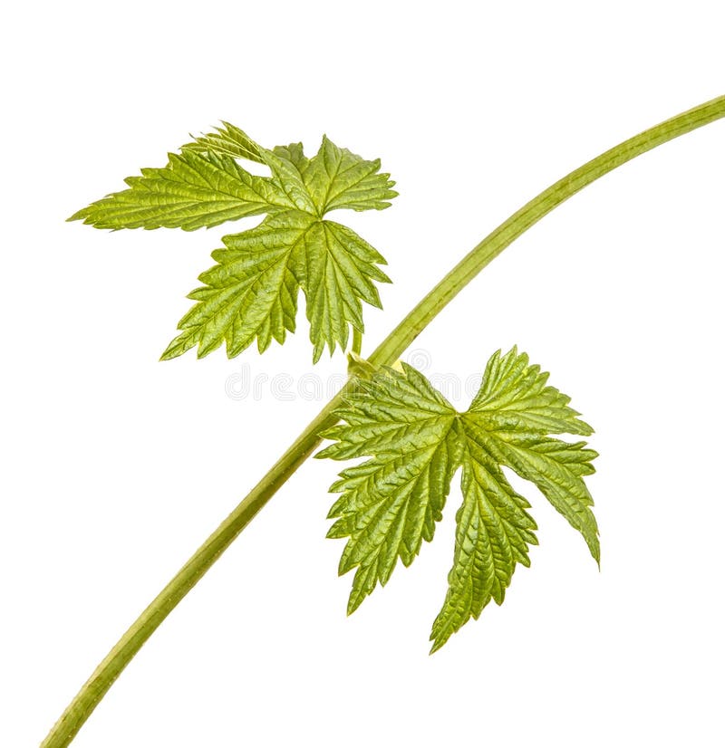 A Green Sprout of Hops. Isolated on White Stock Photo - Image of fresh ...