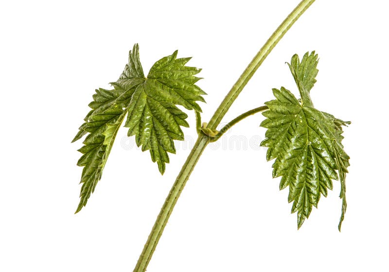 A Green Sprout of Hops. Isolated on White Stock Image - Image of green ...