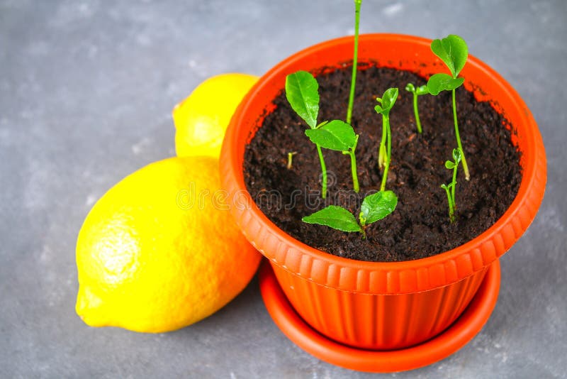 A Green Sprout of Lemon in a Pot. Seedling from the Bones. Ripe Lemon ...