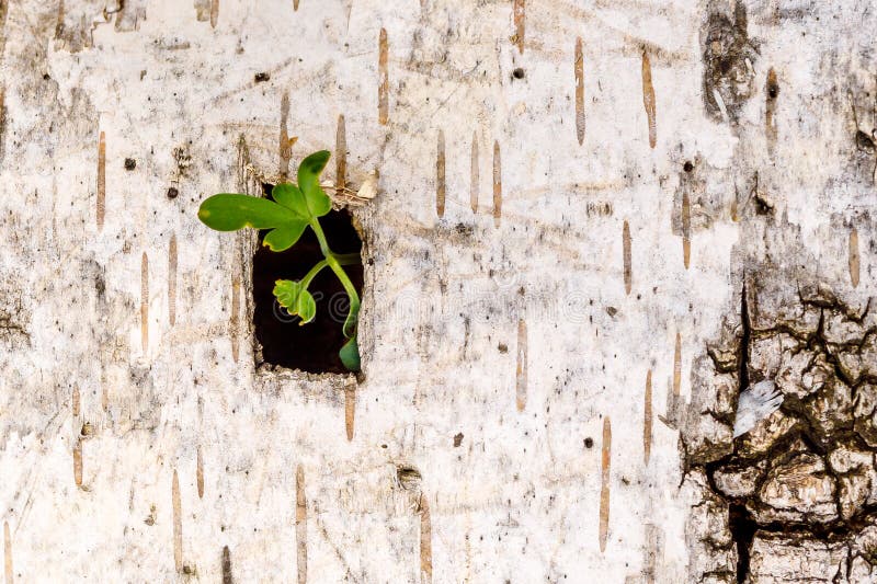 A Green Sprout Makes Its Way through a Square Slit in the Bark of White ...