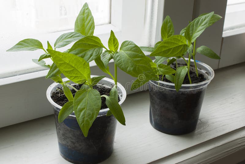 Green sprout of pepper stock image. Image of agriculture - 88914303
