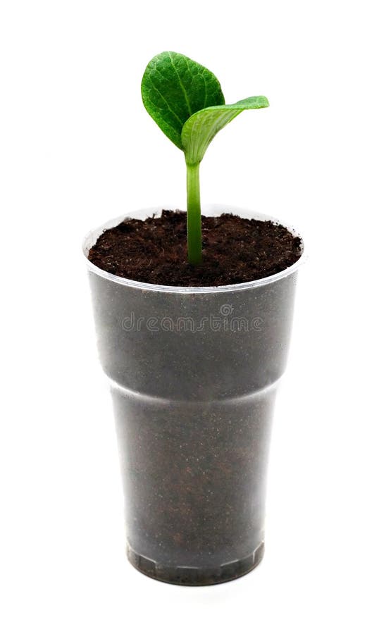 Green sprout in the pot stock image. Image of plant, agriculture - 14669717
