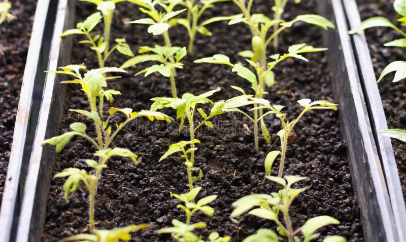 Green Sprout, Small Plant, the Beginning of the Growth , Sprout from ...