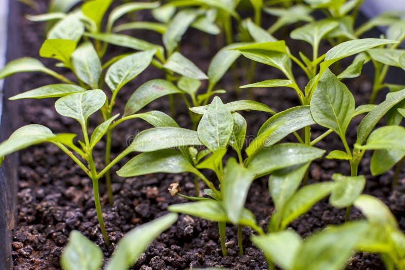 Green Sprout, Small Plant, the Beginning of the Growth , Sprout from ...