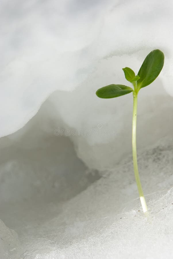 Green sprout on snow stock image. Image of environment - 13521853