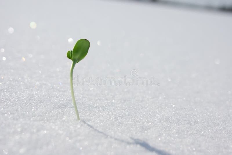 Green sprout on snow stock photo. Image of health, decoration - 13590378