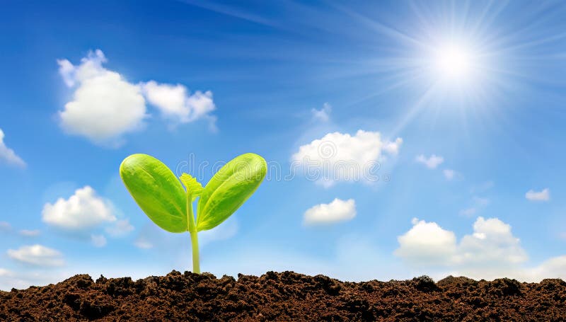 Green Sprout , Soil and Blue Sky with Sun and Clouds Stock Photo ...
