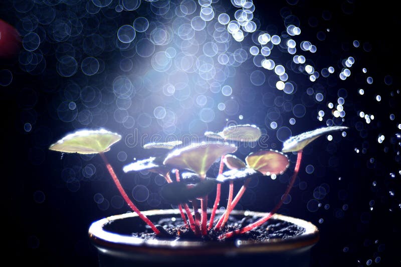 Green Sprout with a Spray of Water Stock Image - Image of botany ...