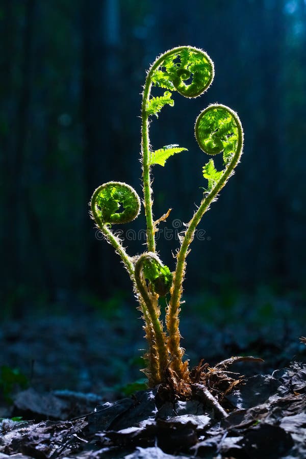 Green Sprout in the Spring Forest Stock Photo - Image of bouquet, germ ...