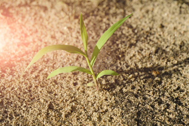 Green Sprout Sprouted through Dry Land. Stock Image - Image of land ...