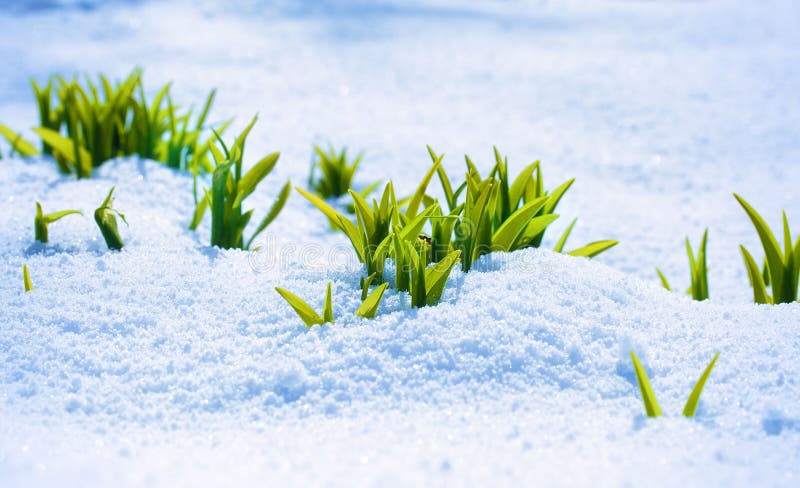 Green Sprout on the Strong Sun with Ice and Snow Stock Image - Image of ...