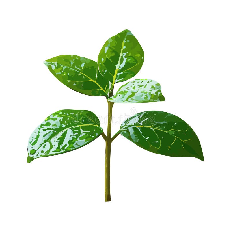 Green Sprout on Transparent Background. Stock Vector - Illustration of ...