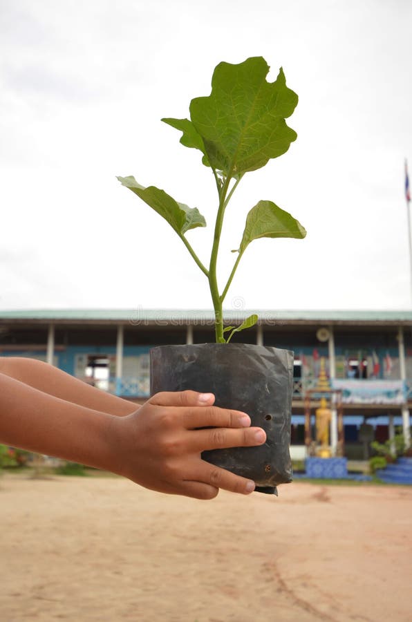 Green Sprout Tree for Growing Stock Photo - Image of spout, season ...