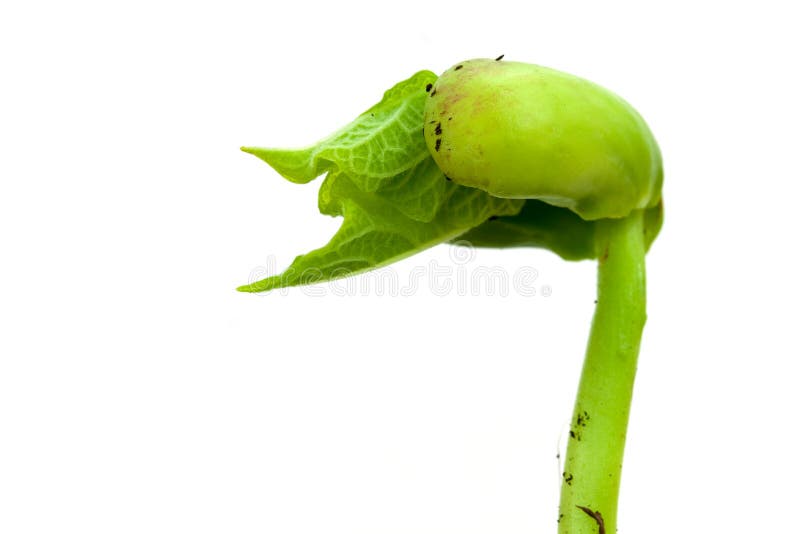 Green Sprout on a White Background,young Bean Seed Stock Photo - Image ...