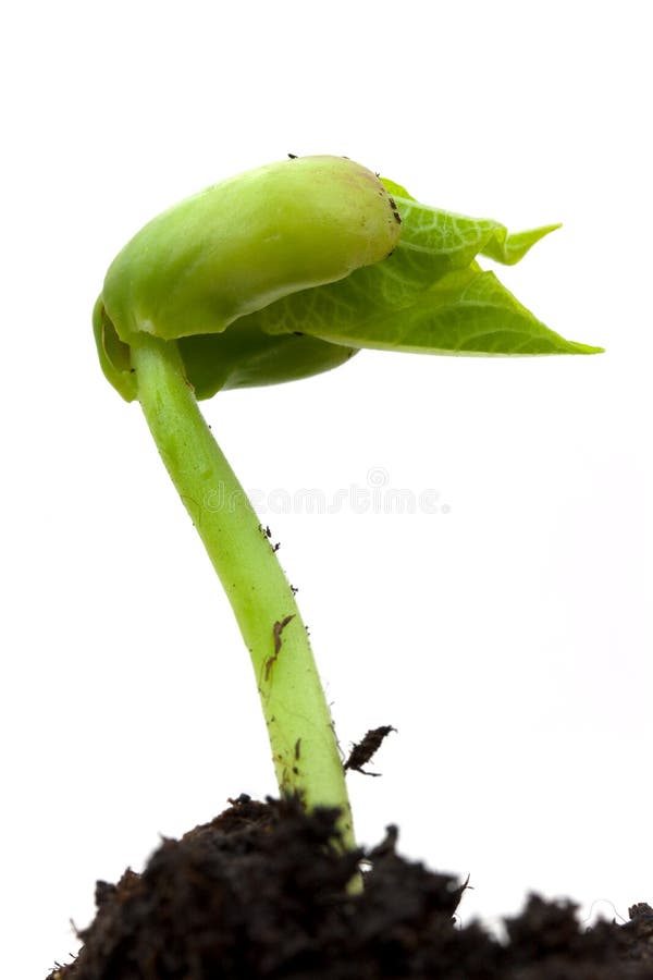 Sprout stock image. Image of growth, background, garden - 2211985