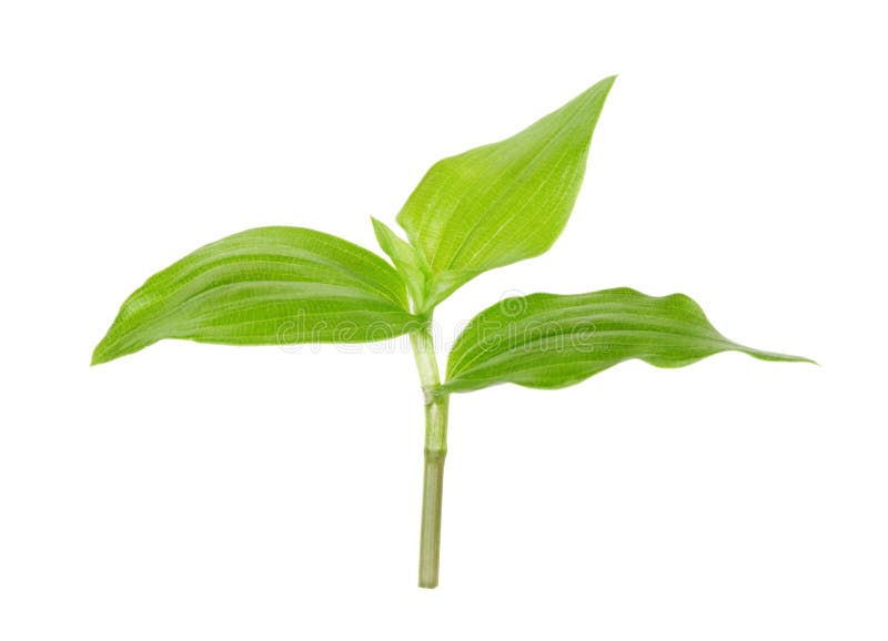 Green Sprout on White Background Stock Photo - Image of foliage ...