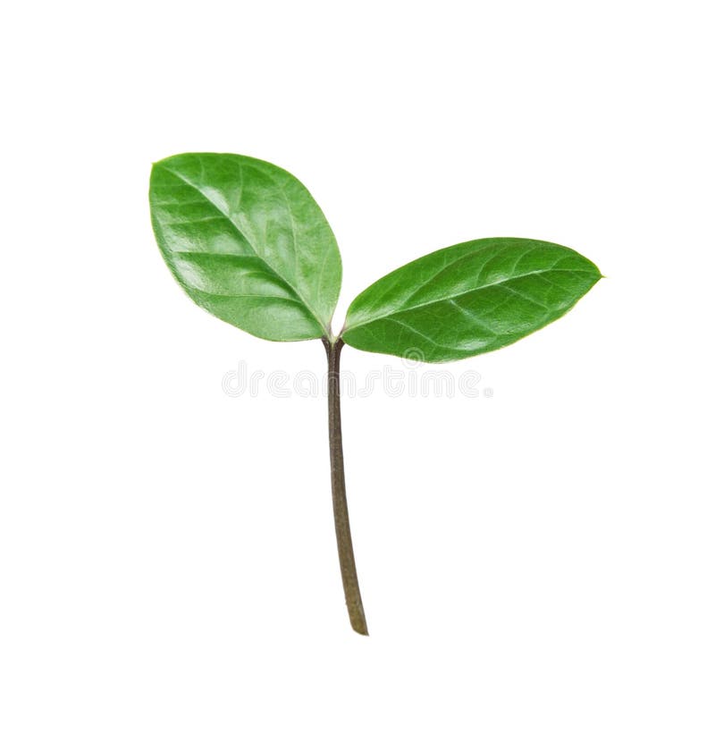 Green Sprout on a White Background Stock Image - Image of environment ...