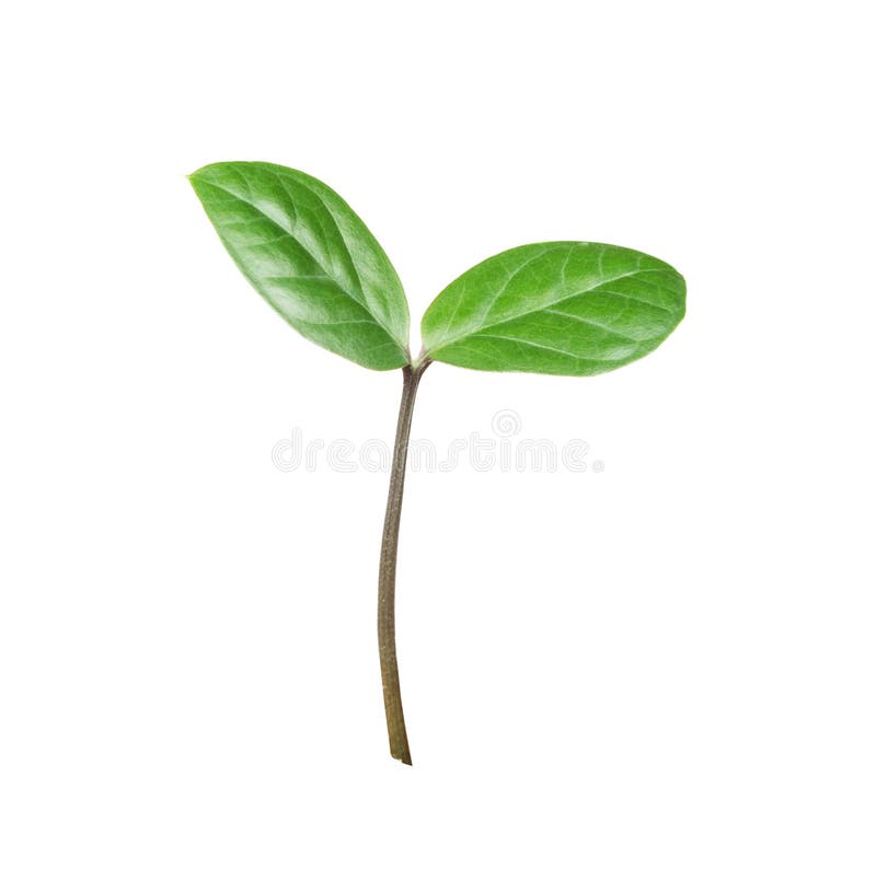 Green Sprout on a White Background Stock Photo - Image of young, grow ...