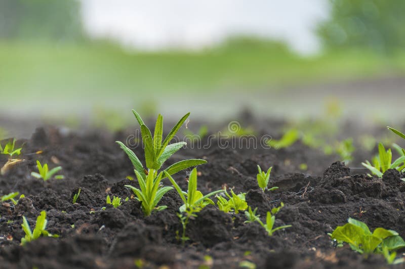Green Sprout of Young Crops Stock Image - Image of countryside, growth ...