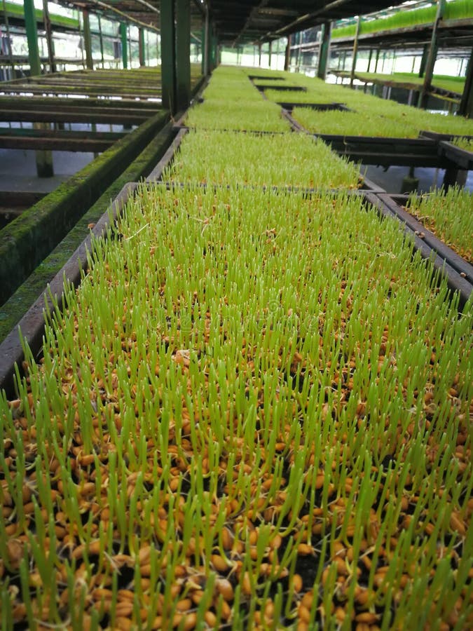 Green Sprouted Vegetables Grow in a Special Place Stock Image - Image ...