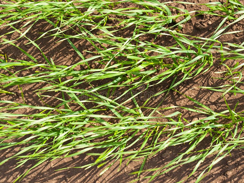 Green Sprouting Grass and the Black Earth Stock Photo - Image of growth ...